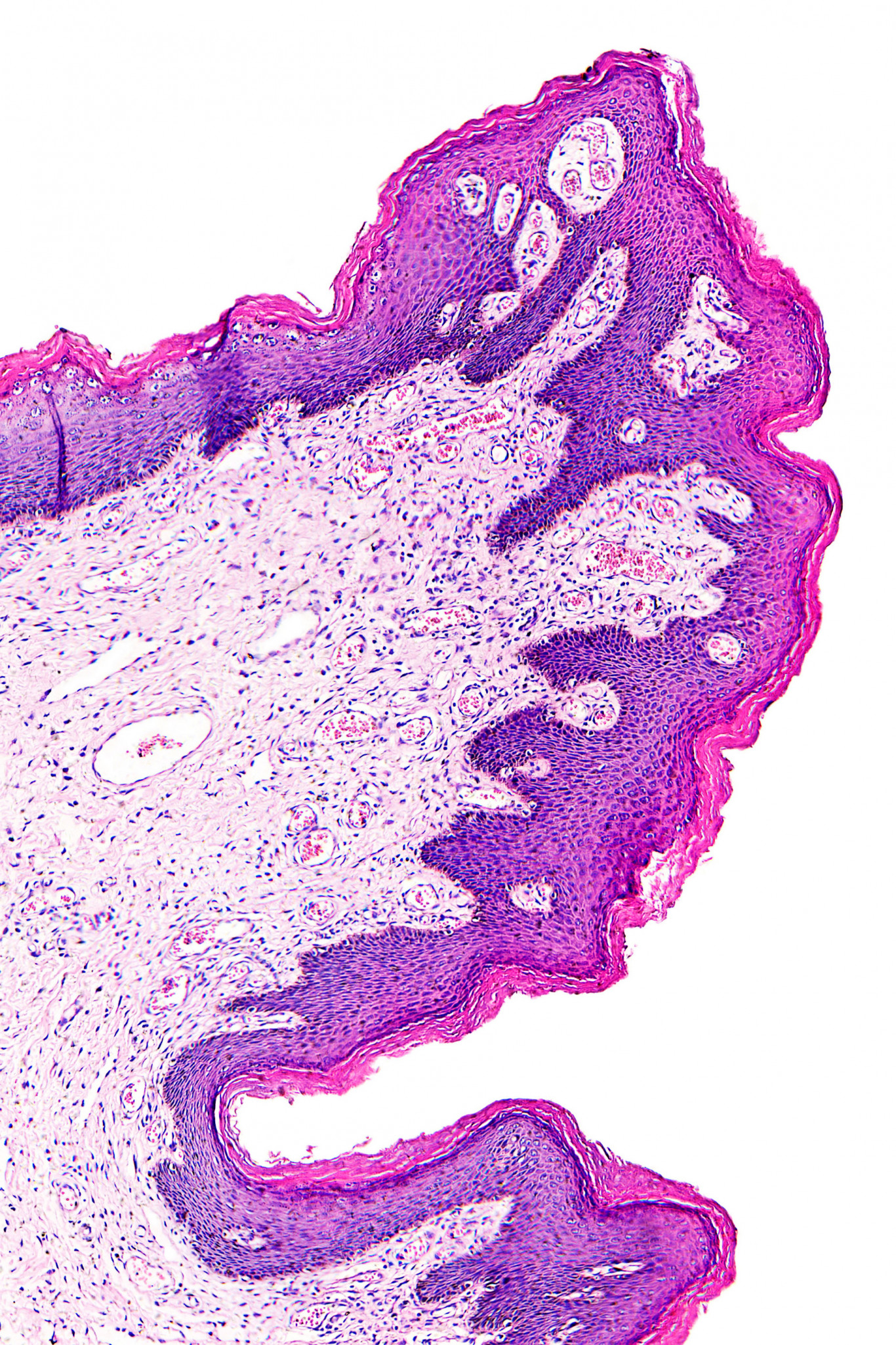 Contact » Incyte Diagnostics